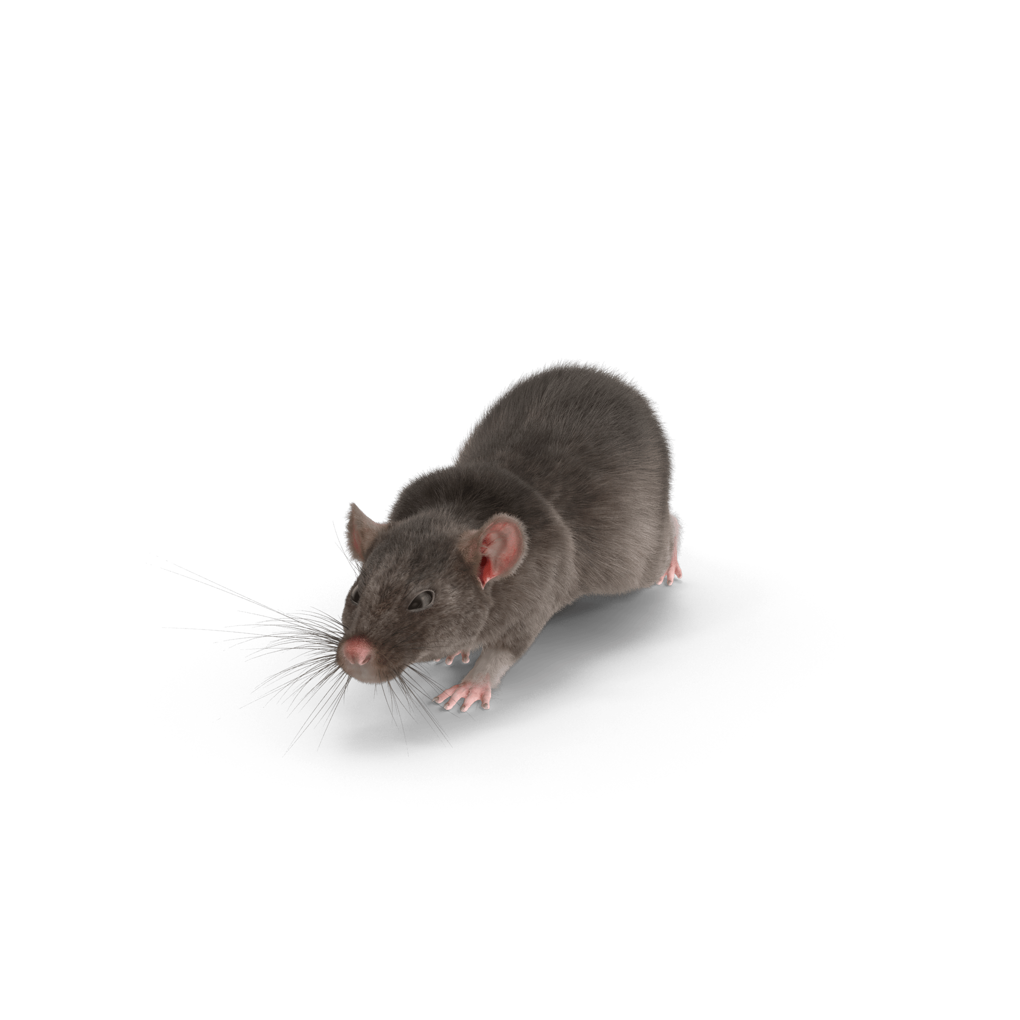 A L'ATTACK | Dératisation, désinsectisation